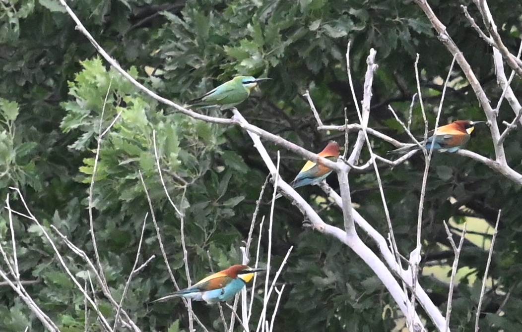 Mid-April, full-day birding – Lesvos Birdwatching